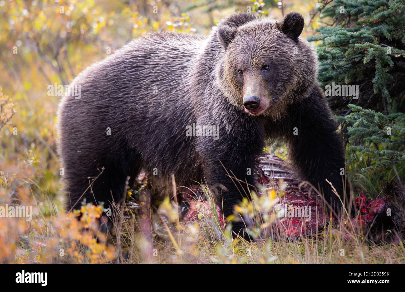 Grizzly bears on a moose carcass Stock Photo - Alamy
