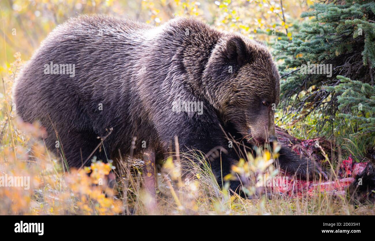 Grizzly bears on a moose carcass Stock Photo - Alamy