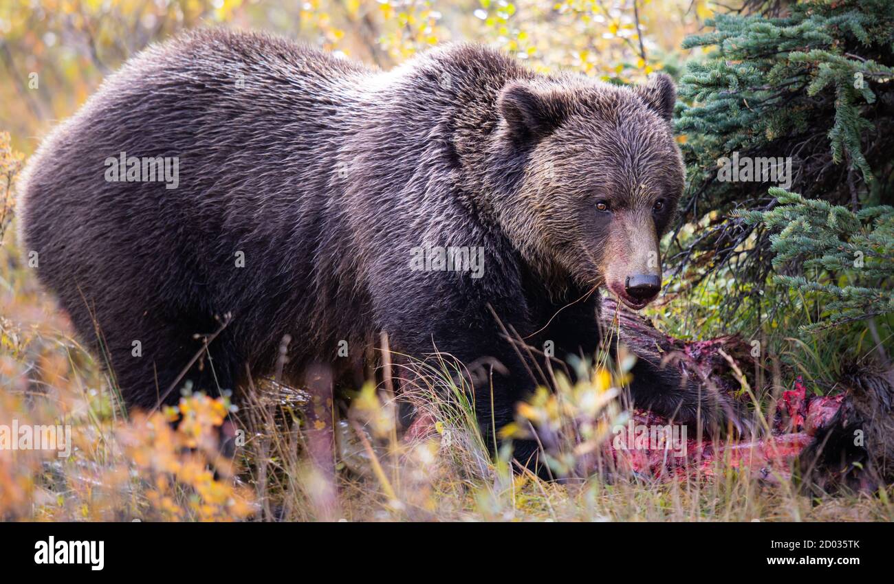 Grizzly bears on a moose carcass Stock Photo - Alamy