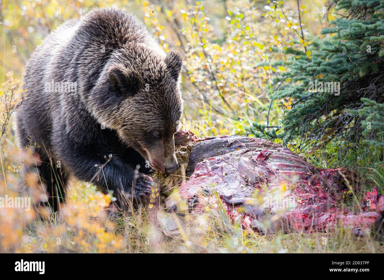 Grizzly bears on a moose carcass Stock Photo - Alamy