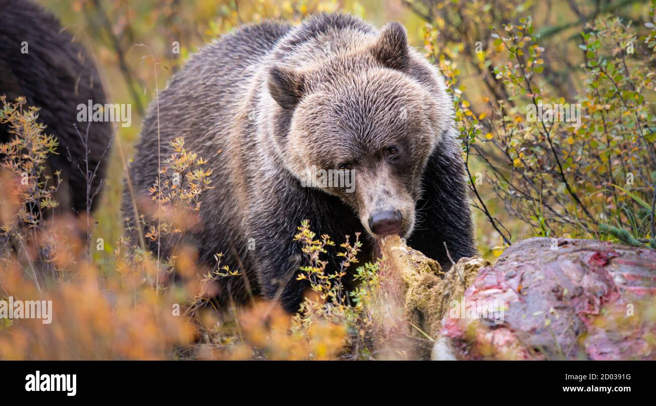 Grizzly bears on a moose carcass Stock Photo - Alamy