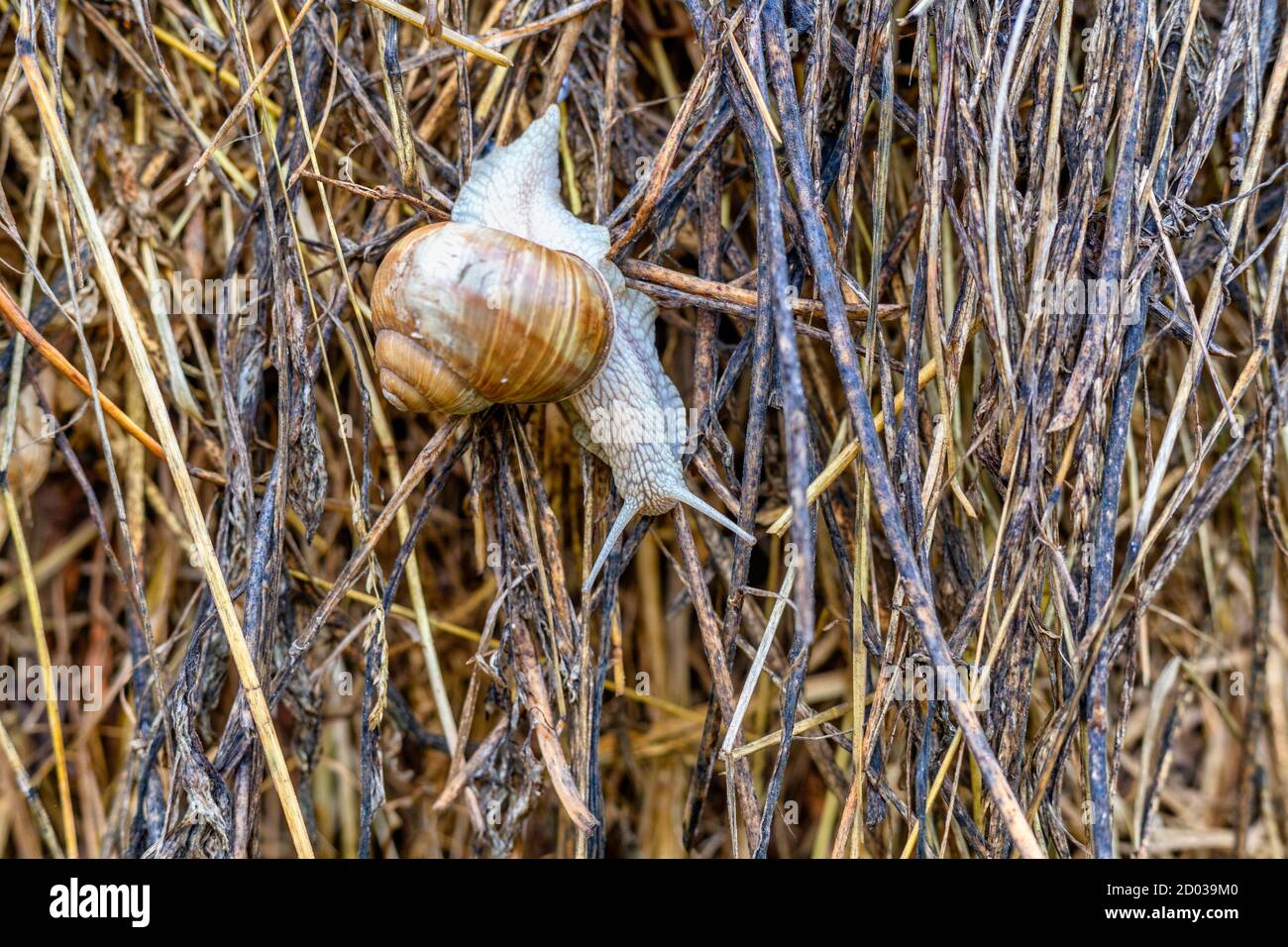 Charred straw hi-res stock photography and images - Alamy