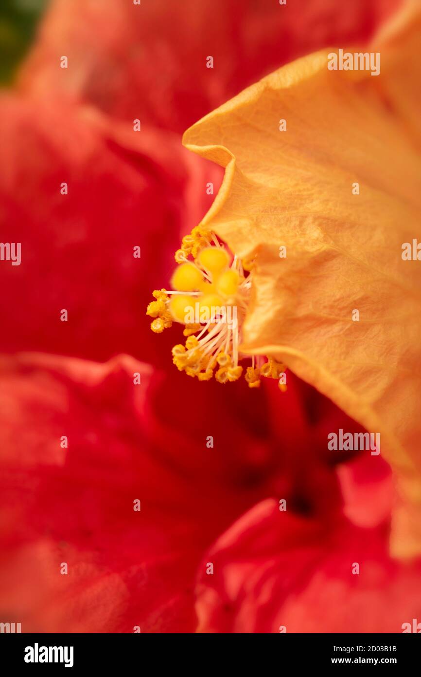 Hibiscus( Rosa Sinensis) in close up, natural flower portrait Stock ...