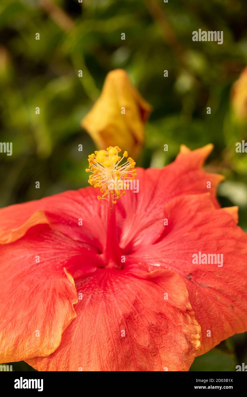 Bunga raya malaysia flower hi-res stock photography and images - Alamy
