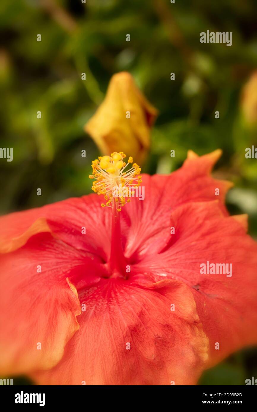 Hibiscus( Rosa Sinensis) in close up, natural flower portrait Stock ...
