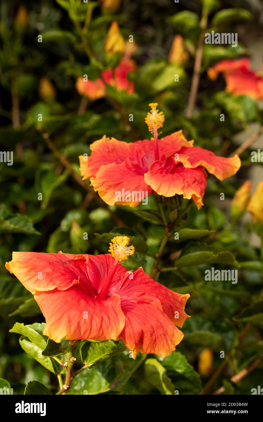 Hibiscus( Rosa Sinensis) in close up, natural flower portrait Stock ...