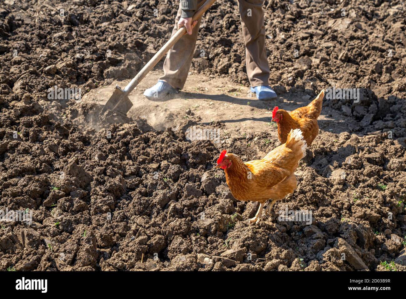 The chickens in garden with worker digs the soil with shovel Stock ...