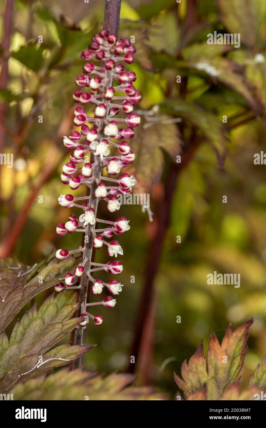 Actaea Simplex – Atropurpurea group flowering in the bright sunshine of ...