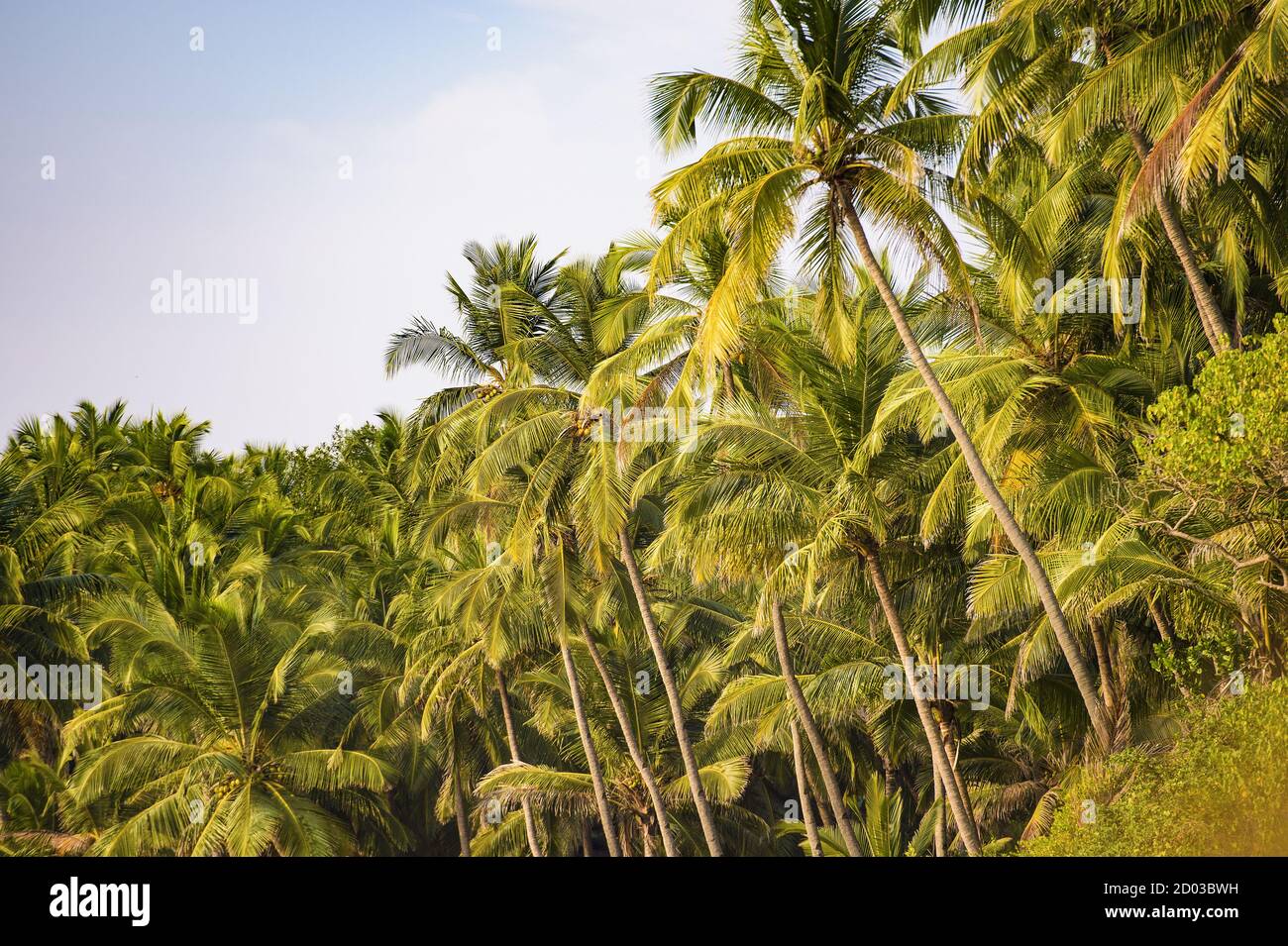 Palm trees in kerala hi-res stock photography and images - Alamy