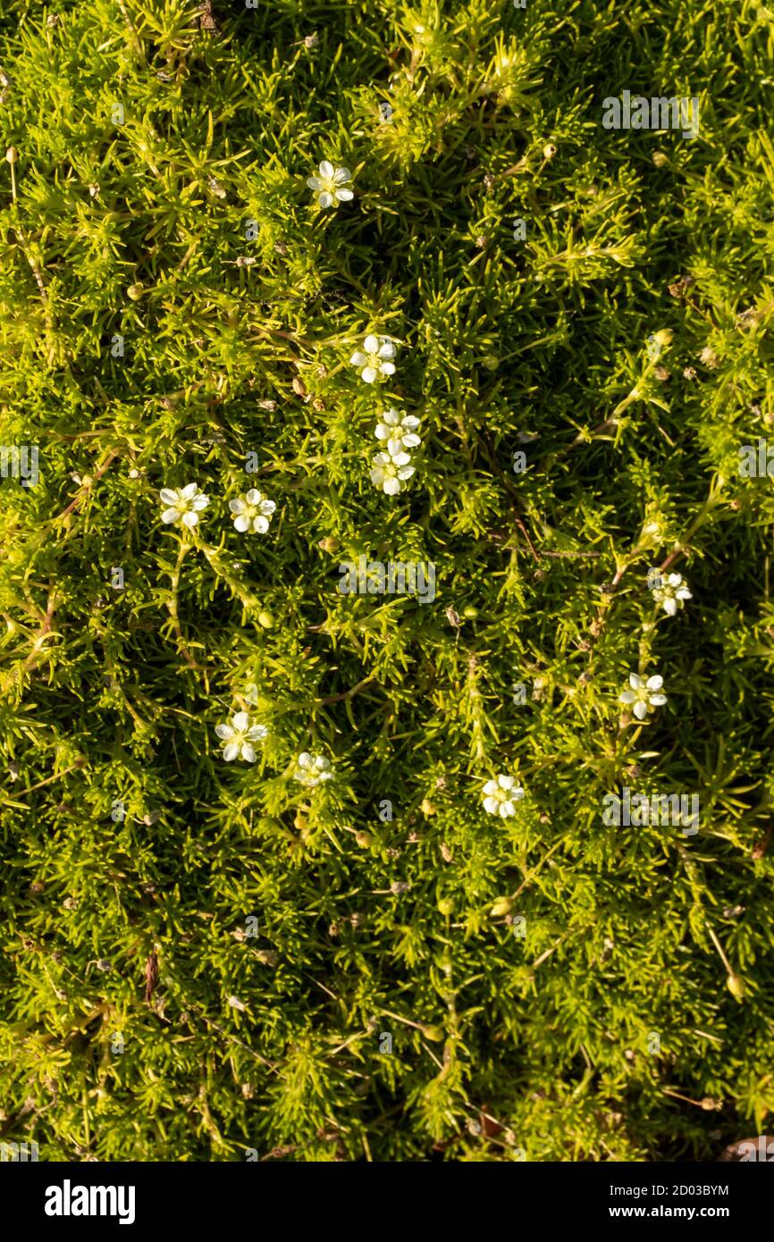 Sagina Subulata var. Glabrata 'Aurea' (Scotch Moss) in flower, natural ...
