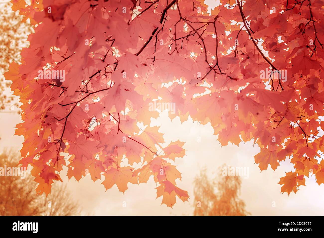 Red Maple Leaves Background