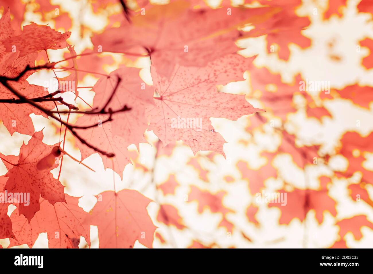 Soft maple leaf hi-res stock photography and images - Alamy