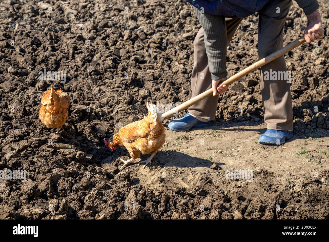 Two hens in garden looking for earth worms with worker digs the soil ...