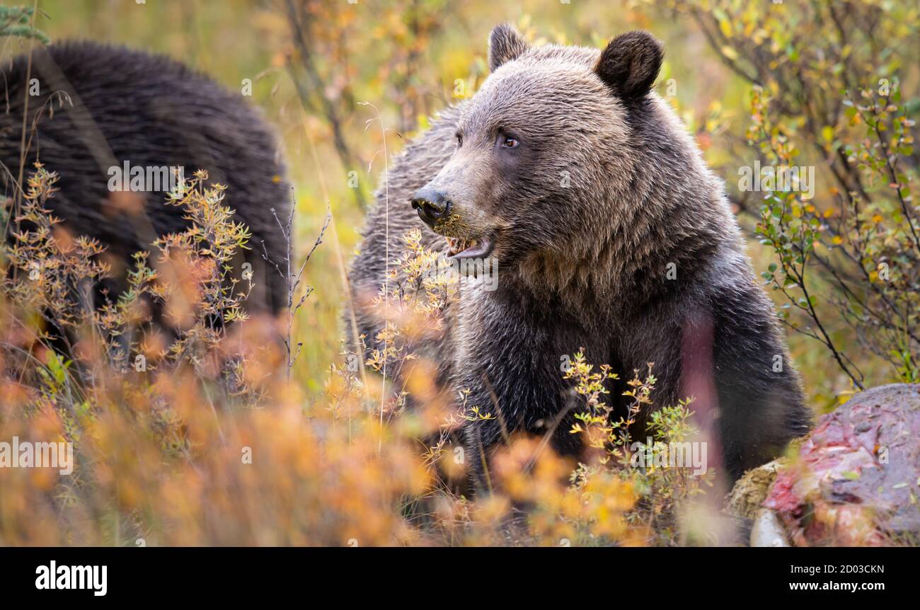 Grizzly bears on a moose carcass Stock Photo - Alamy