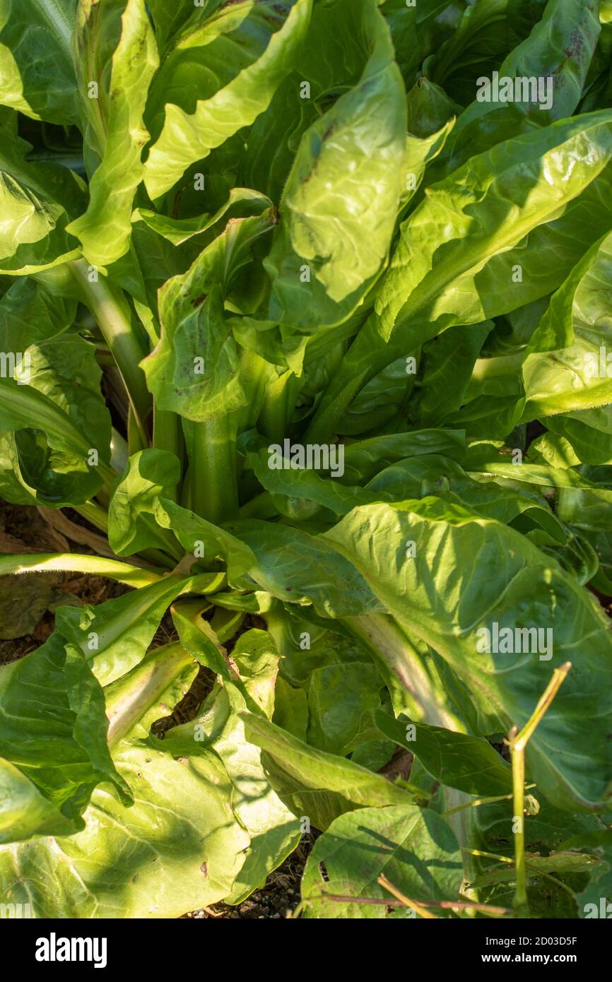 Rosa di verona hi-res stock photography and images - Alamy