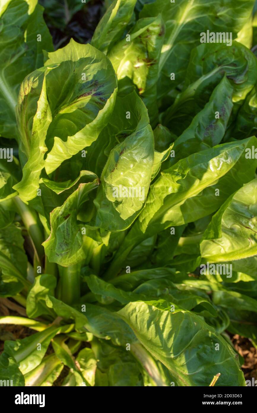 Accompany meat dishes hi-res stock photography and images - Alamy