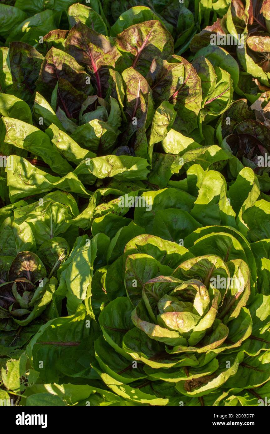 Accompany meat dishes hi-res stock photography and images - Alamy