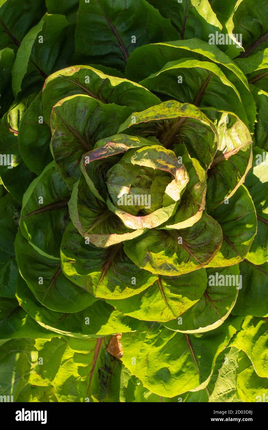 Rosa di verona hi-res stock photography and images - Alamy