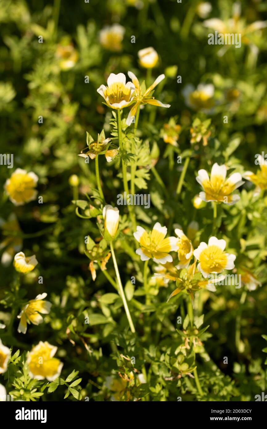 Poached Egg Plant (Limnanthes douglasi) flowering in bright late summer ...