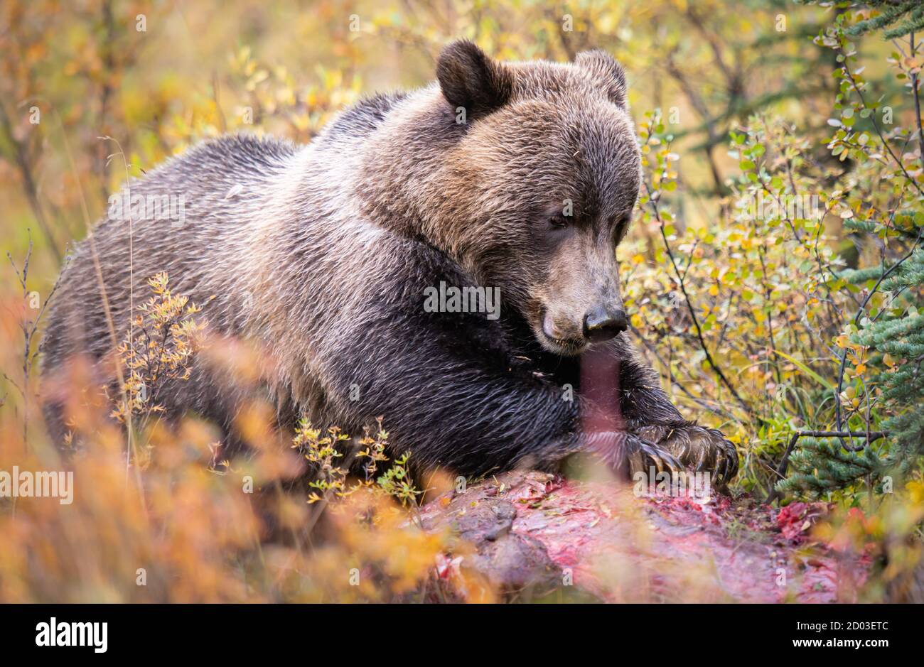Grizzly bears on a moose carcass Stock Photo - Alamy