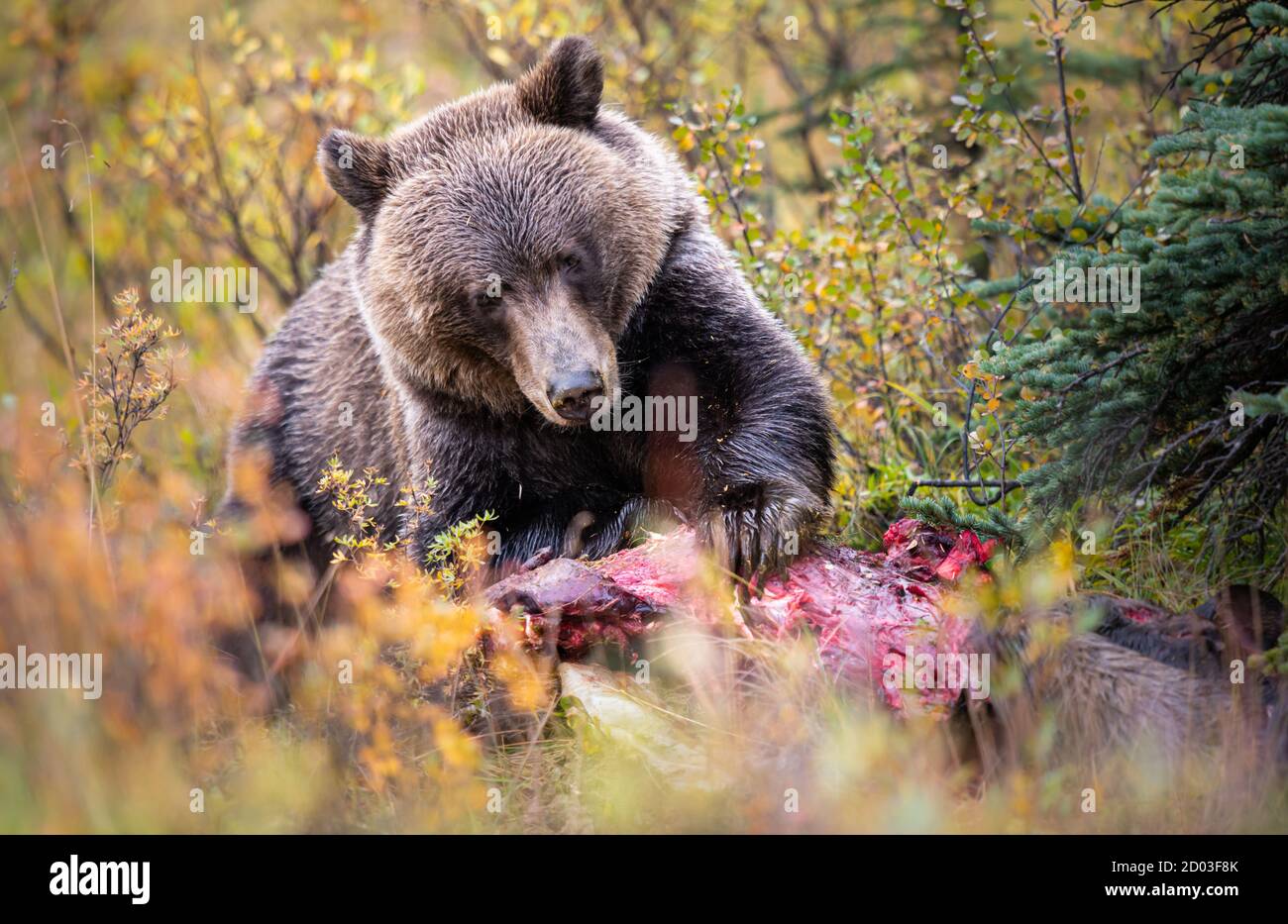 Grizzly bears on a moose carcass Stock Photo - Alamy