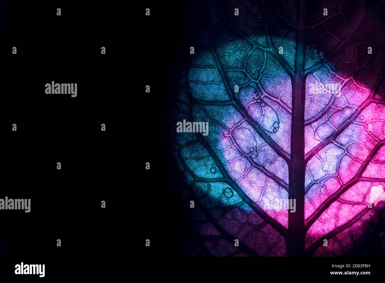 Close up Beautiful leaf in neon light. Minimalism retro style concept ...