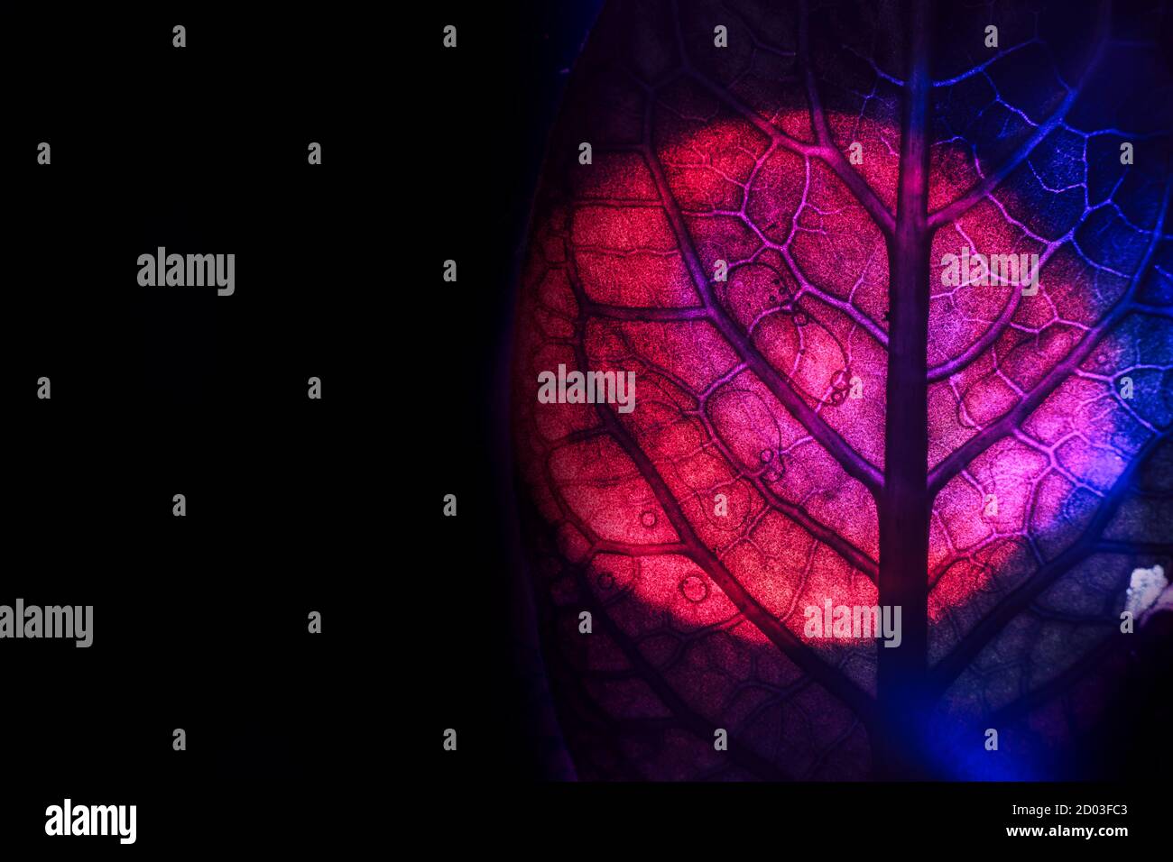 Close up Beautiful leaf in neon light. Minimalism retro style concept ...