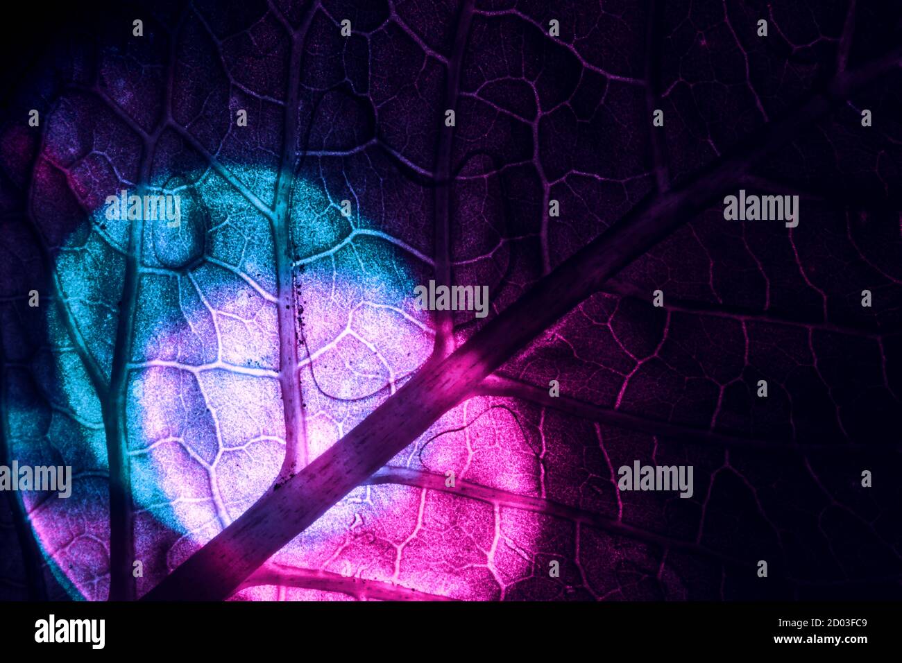 Close up Beautiful leaf in neon light. Minimalism retro style concept ...