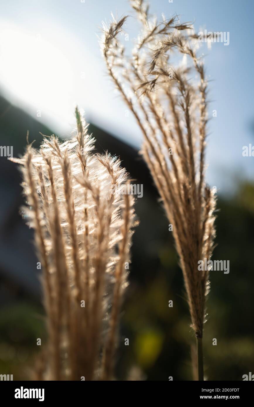 Miscanthus Sinensis 'Red chief' an ornamental grass, in the evening ...