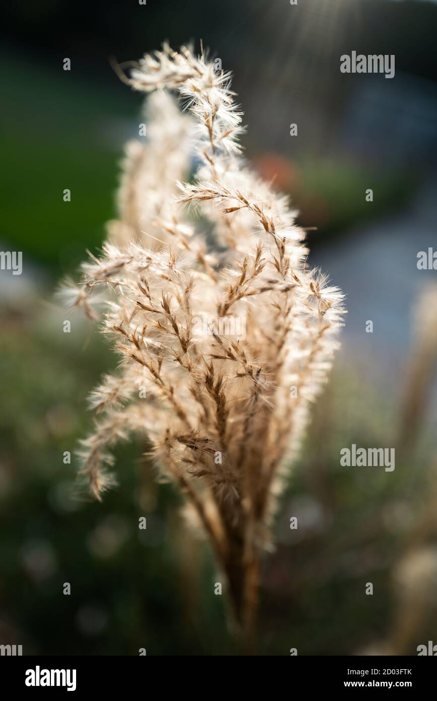 Miscanthus Sinensis 'Red chief' an ornamental grass, in the evening ...