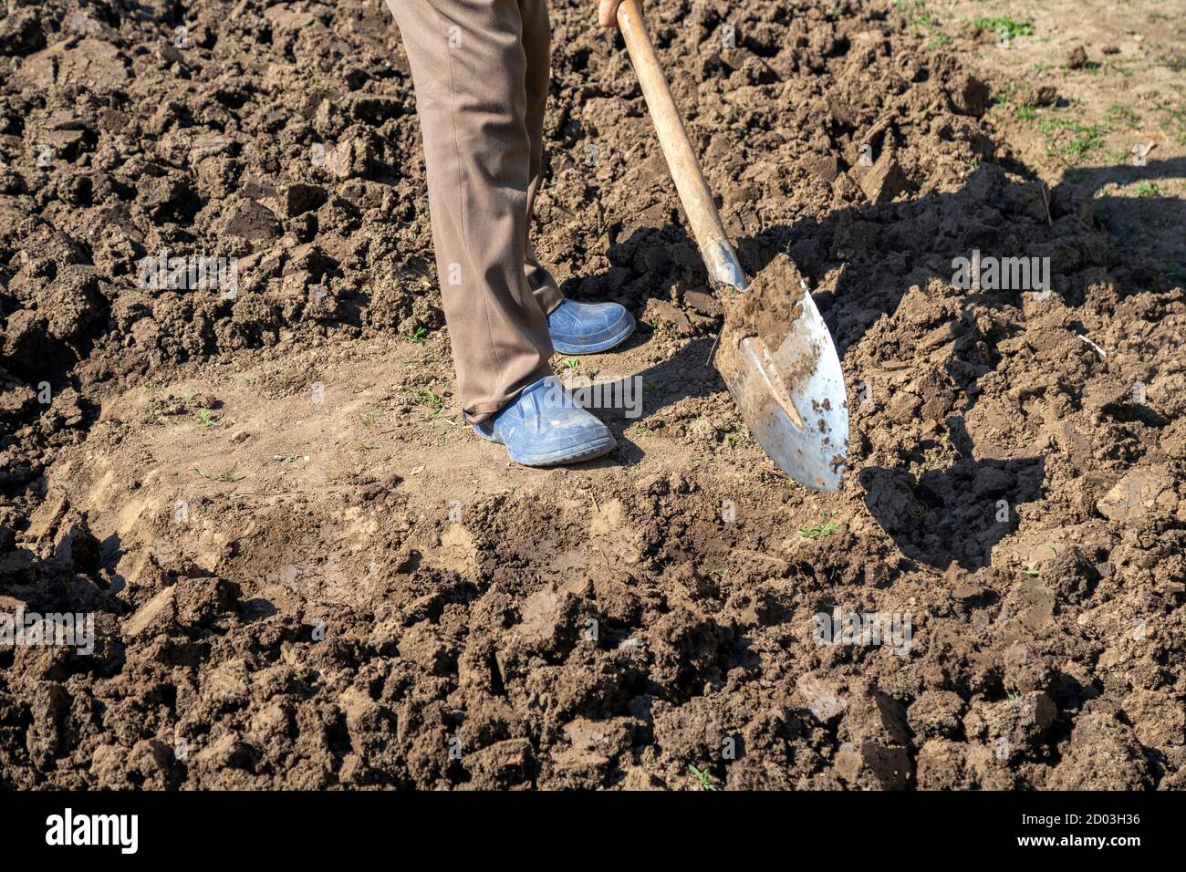 Worker digging in a garden with shovel. Preparing organic garden for ...