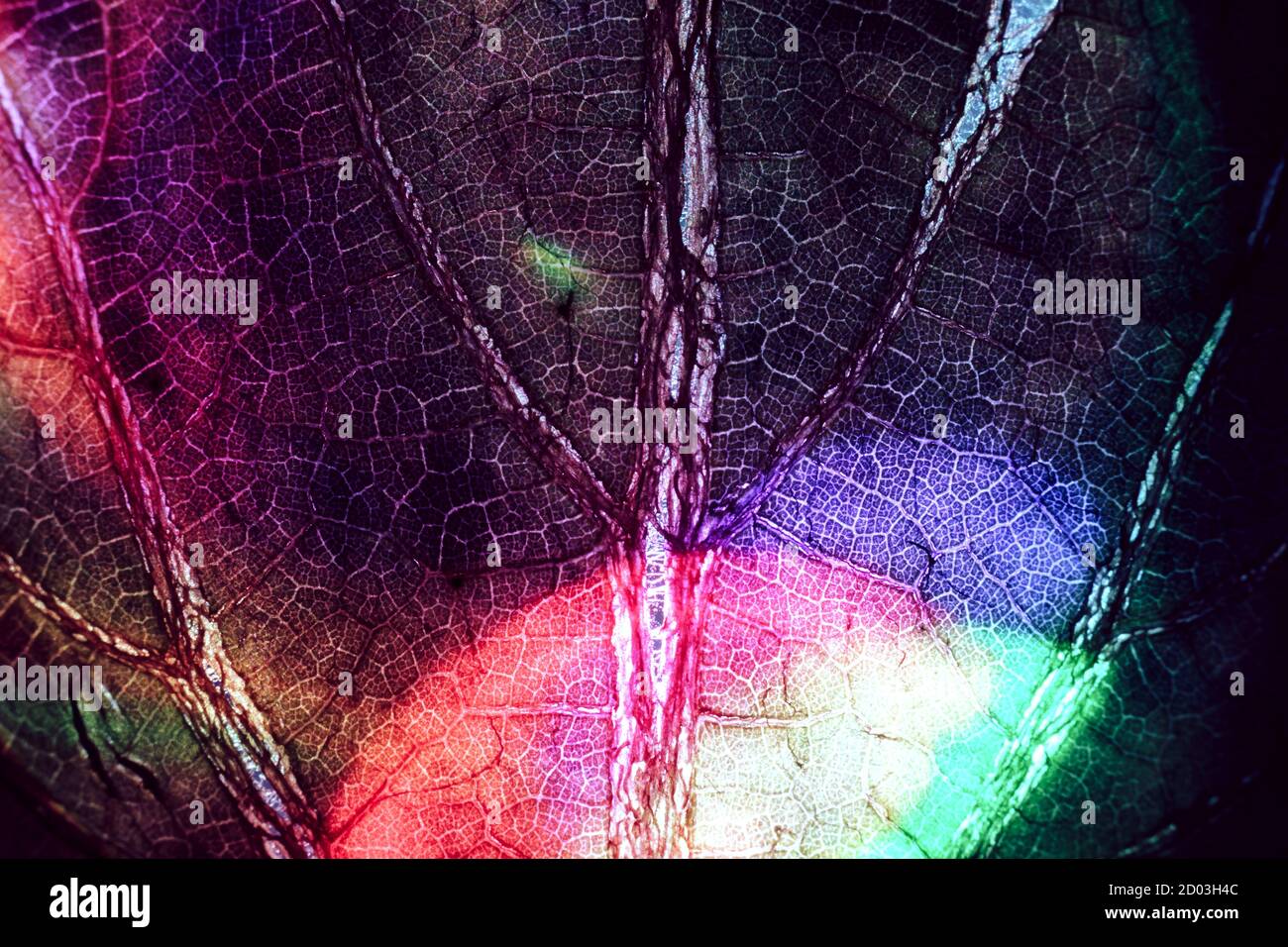 Close up beautiful abstract leaf in color light. Beautiful plant ...