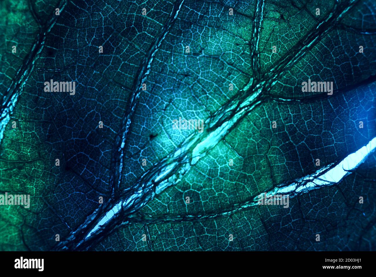 Close up beautiful abstract leaf in color light. Beautiful plant ...