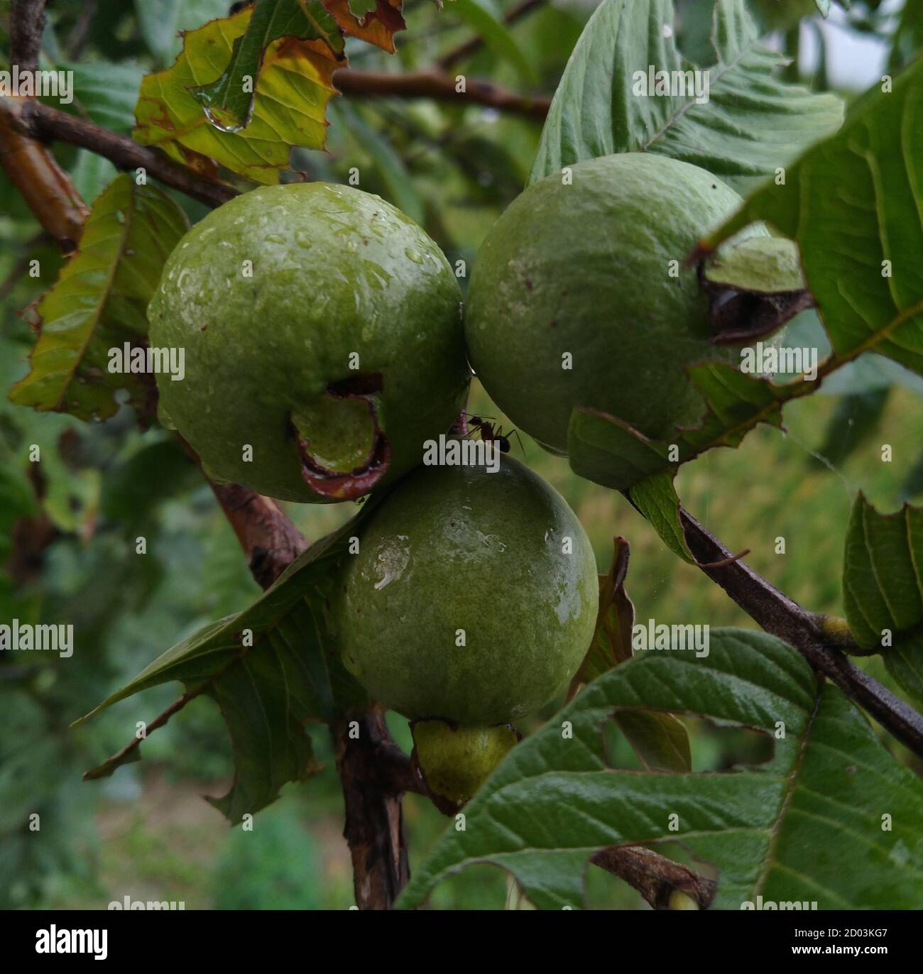 Guava Tree High Resolution photos Stock Photo - Alamy