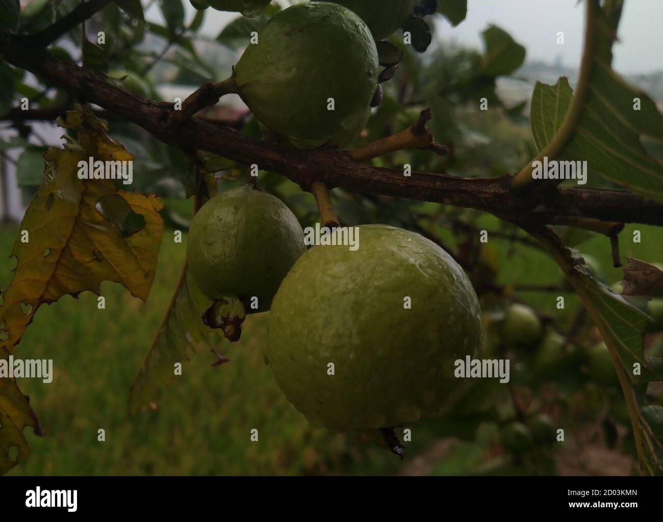 Guava Tree High Resolution photos Stock Photo - Alamy