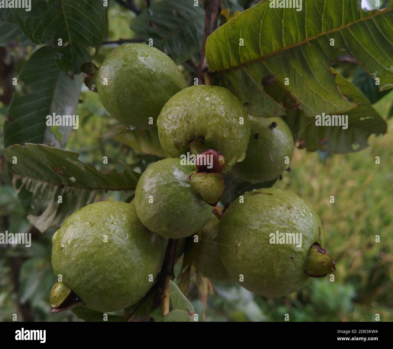 Guava Tree High Resolution photos Stock Photo - Alamy