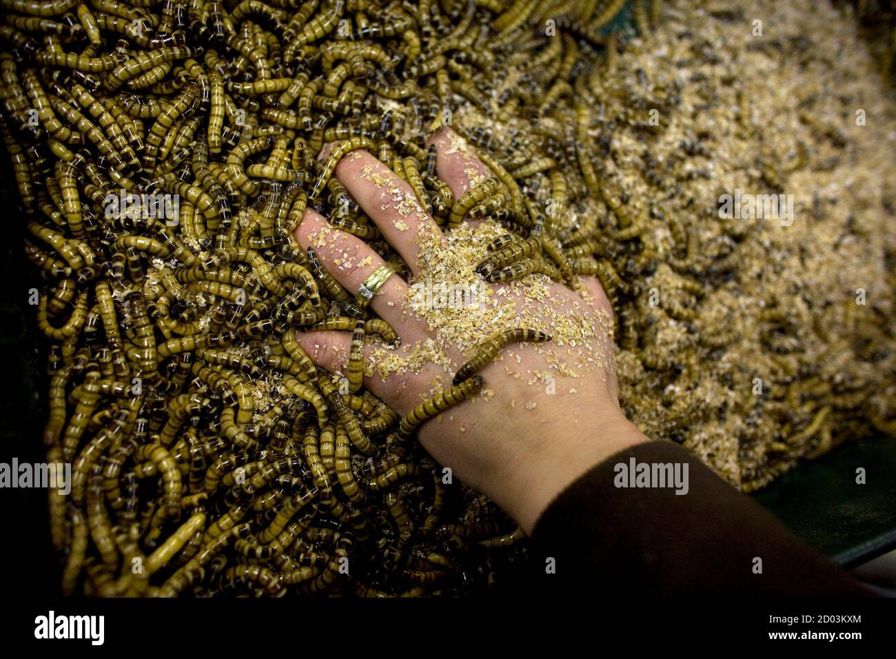 Food in monkeys hand hi-res stock photography and images - Alamy