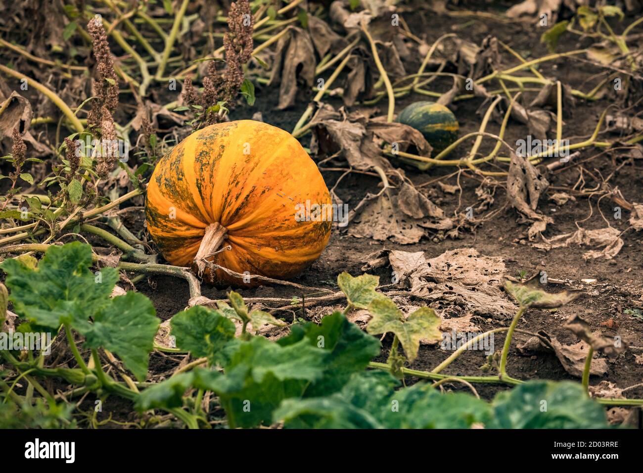 Styrian pumpkin hi-res stock photography and images - Alamy