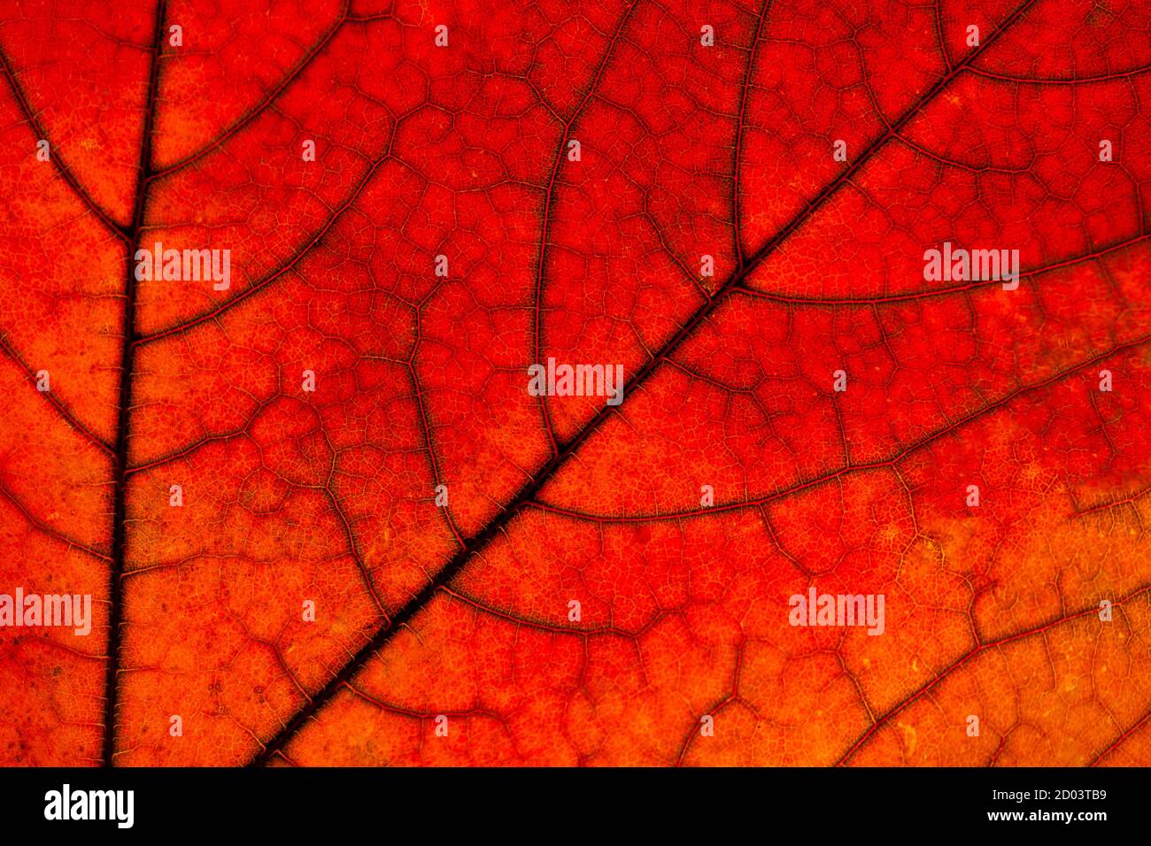 Texture of bright autumn red leaf of a tree closeup. Natural wallpaper ...