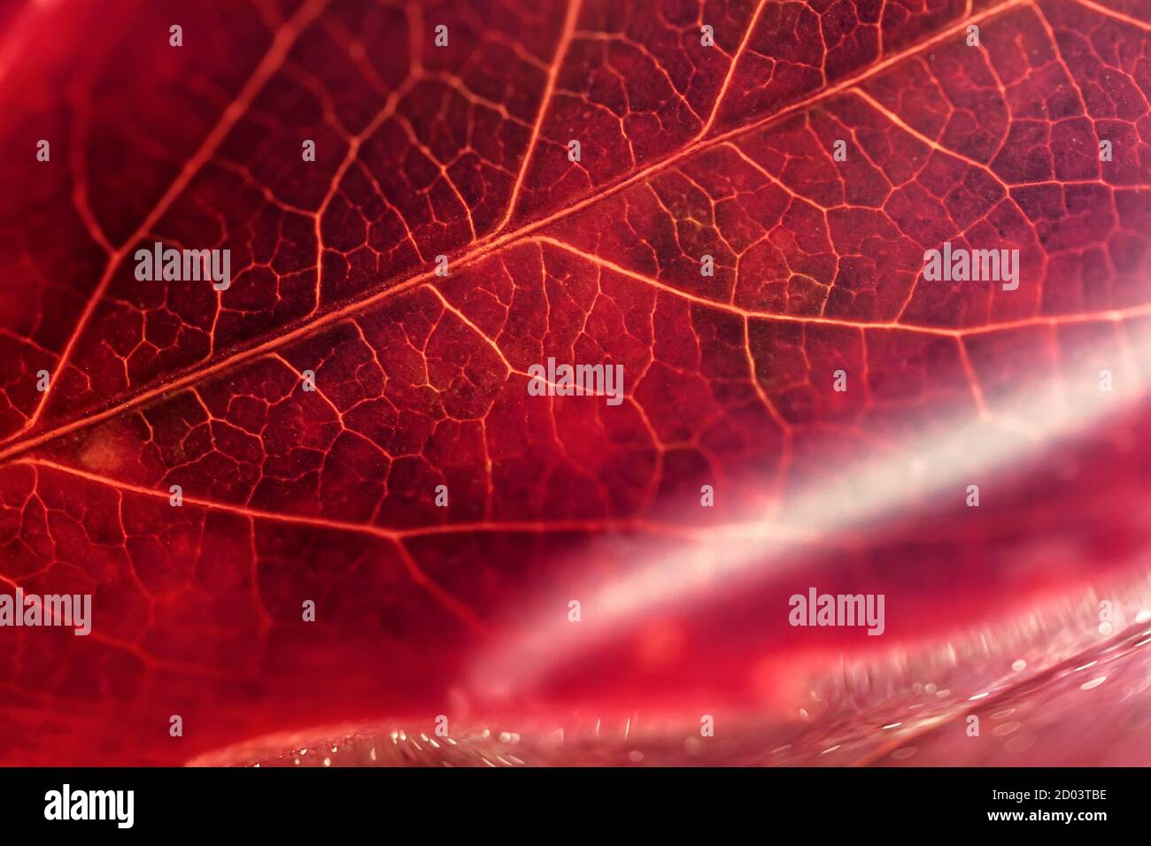 Colorful burgundy autumn leaf close-up in a light haze, selective focus ...