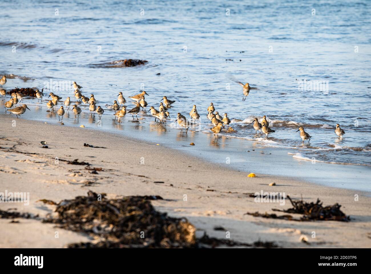 Dunlin flock beach hi-res stock photography and images - Alamy