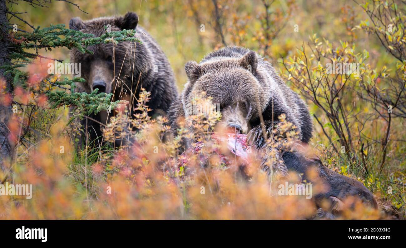 Grizzly bears on a moose carcass Stock Photo - Alamy