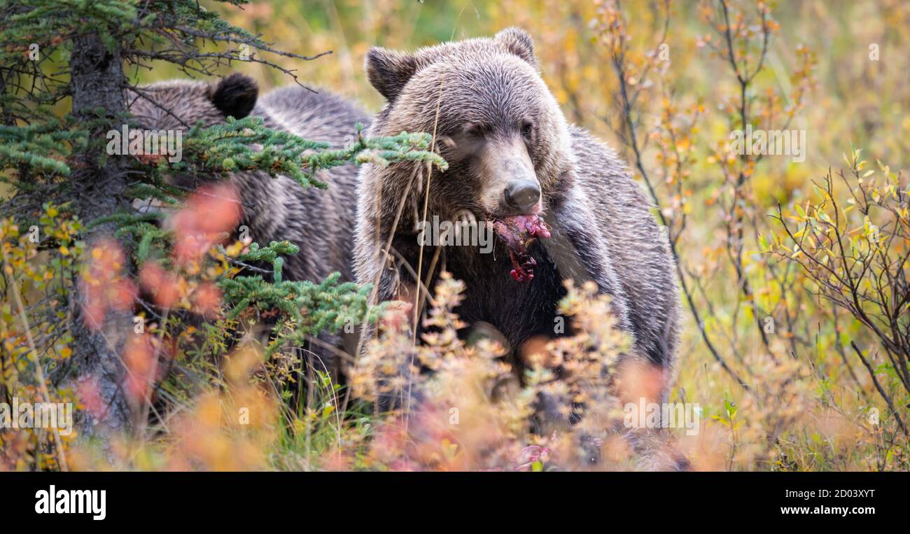 Grizzly bears on a moose carcass Stock Photo - Alamy