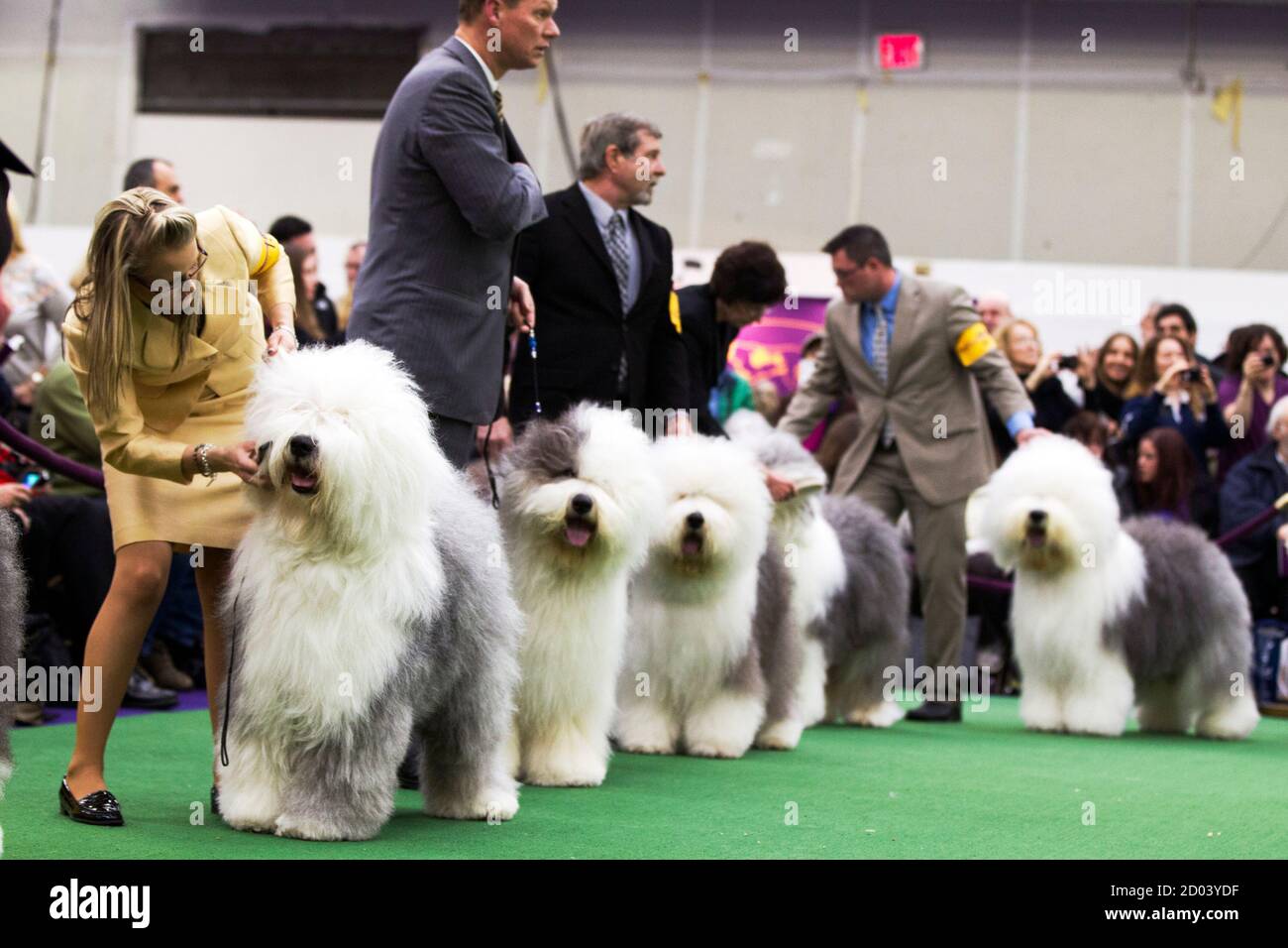 English sheepdogs hi-res stock photography and images - Alamy