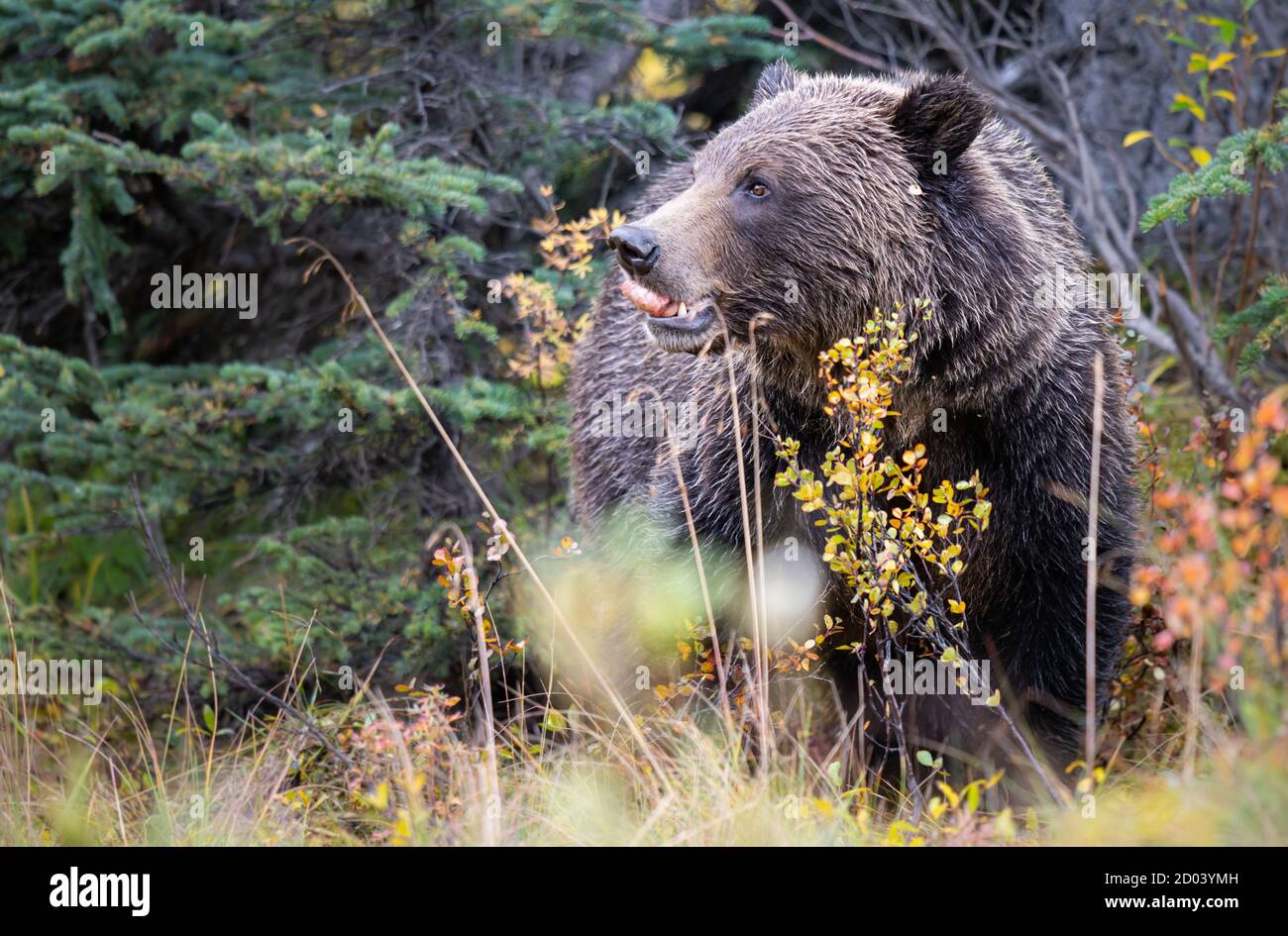 Grizzly bears on a moose carcass Stock Photo - Alamy