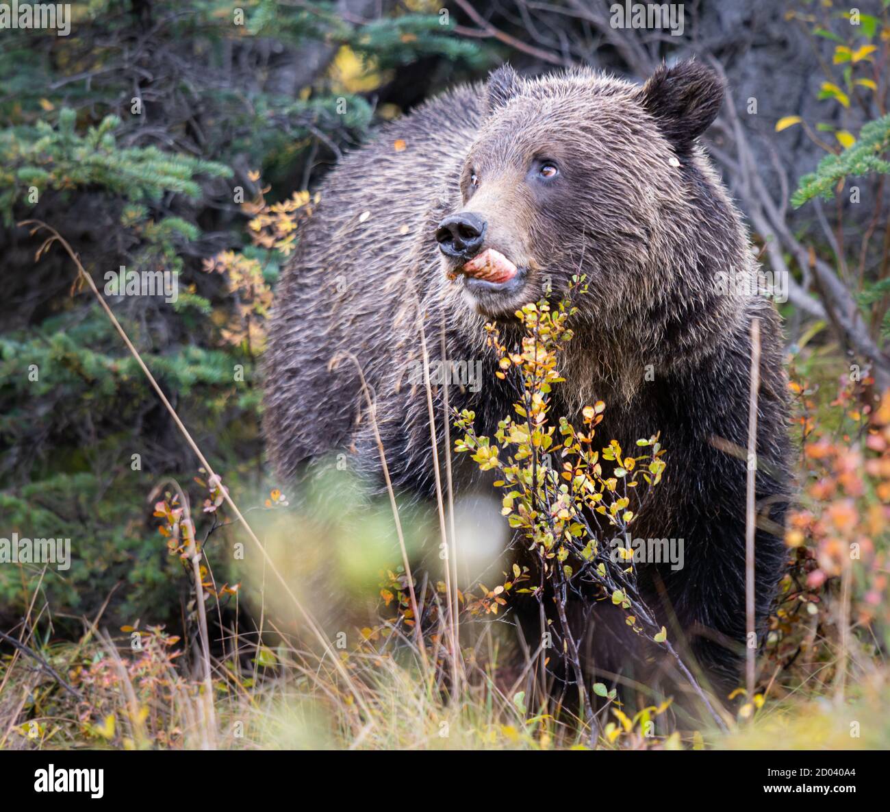 Grizzly bears on a moose carcass Stock Photo - Alamy