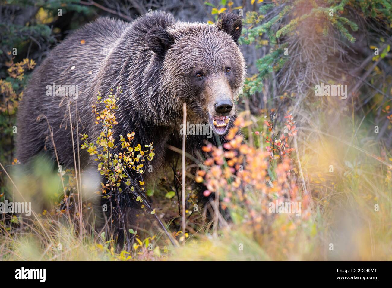 Grizzly bears on a moose carcass Stock Photo - Alamy