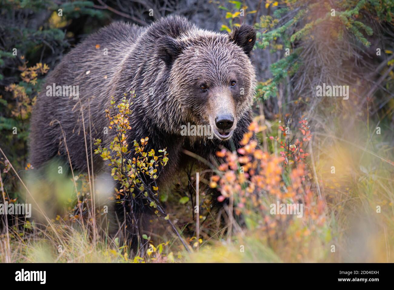 Grizzly bears on a moose carcass Stock Photo - Alamy