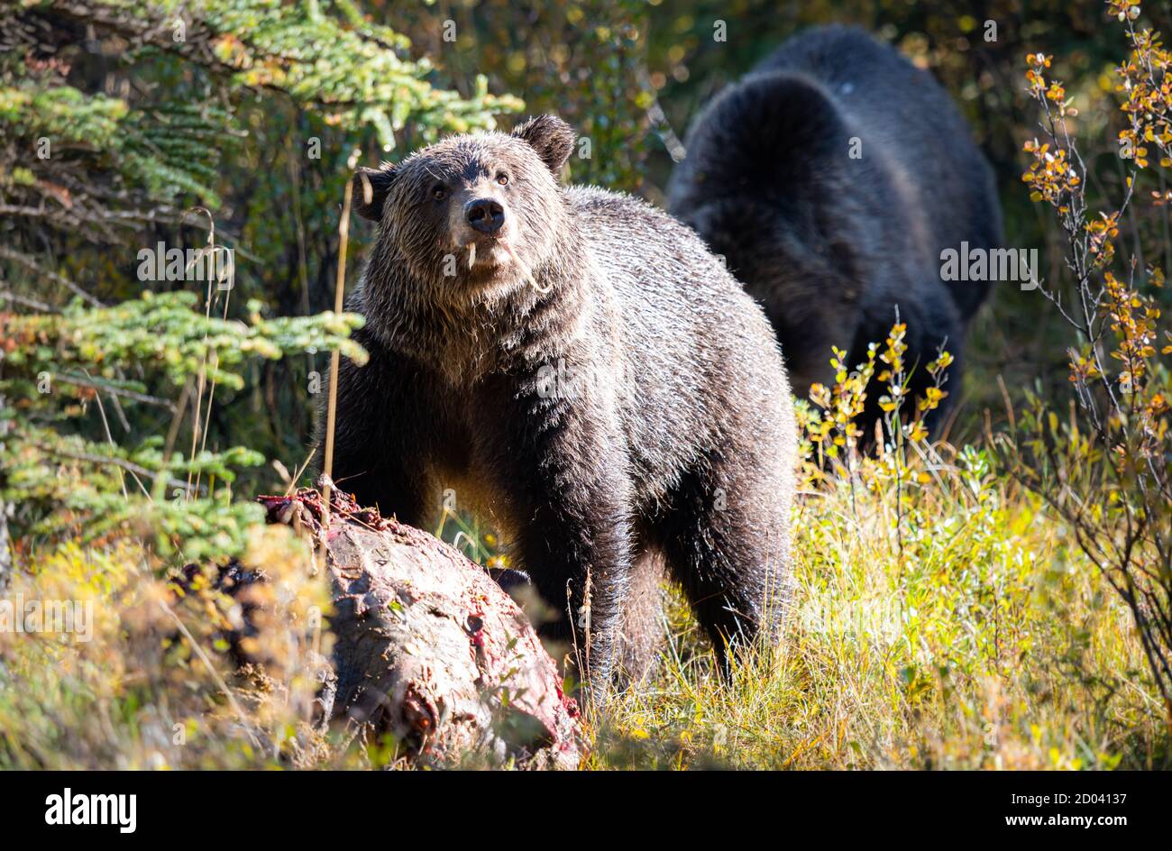 Grizzly bears on a moose carcass Stock Photo - Alamy