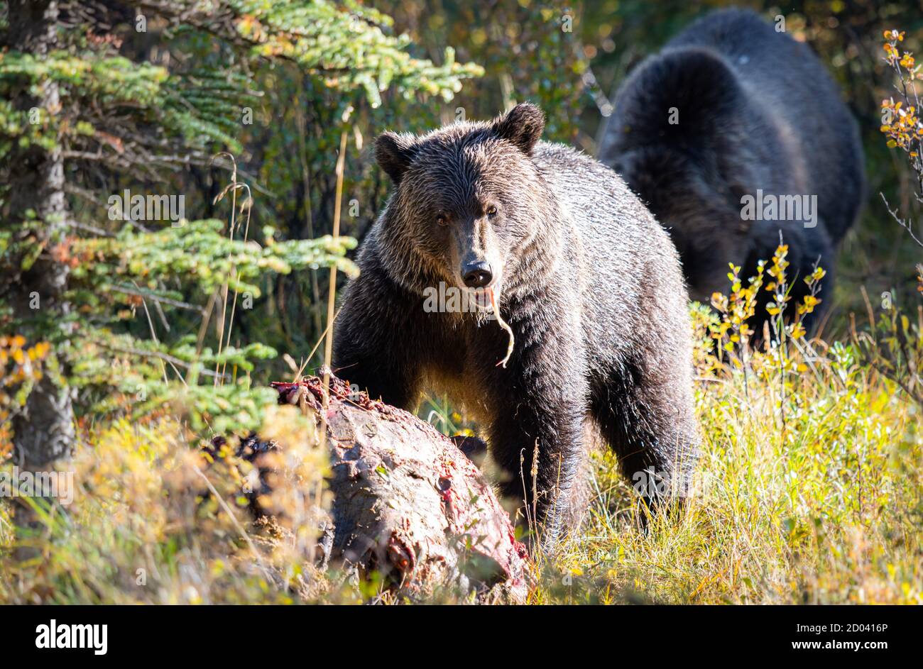 Grizzly bears on a moose carcass Stock Photo - Alamy